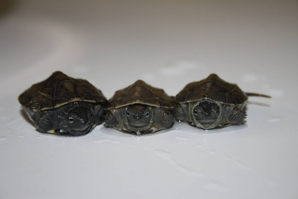 Китайская трехкилевая черепаха (Chinemys reevesii), купить в Челябинске