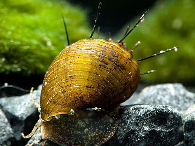 Улитка пресноводная шипастая (Thiara cancellata), купить в Челябинске