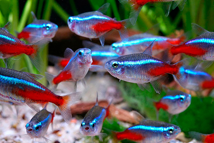 Akvarijní ryby tetry - druhy, fotografie, popis, podmínky chovu